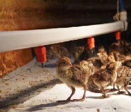Just Wingin' It Hatchery | Family-Owned Hatchery | Backyard Flock ...