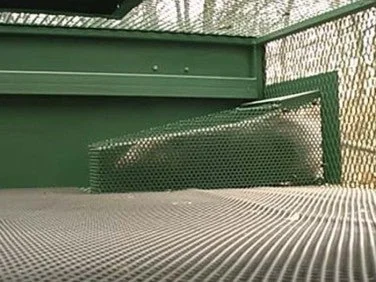 How to keep your quail nearby, a way to recall your quail for dog ...