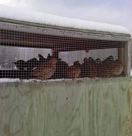 How to keep your quail nearby, a way to recall your quail for dog ...
