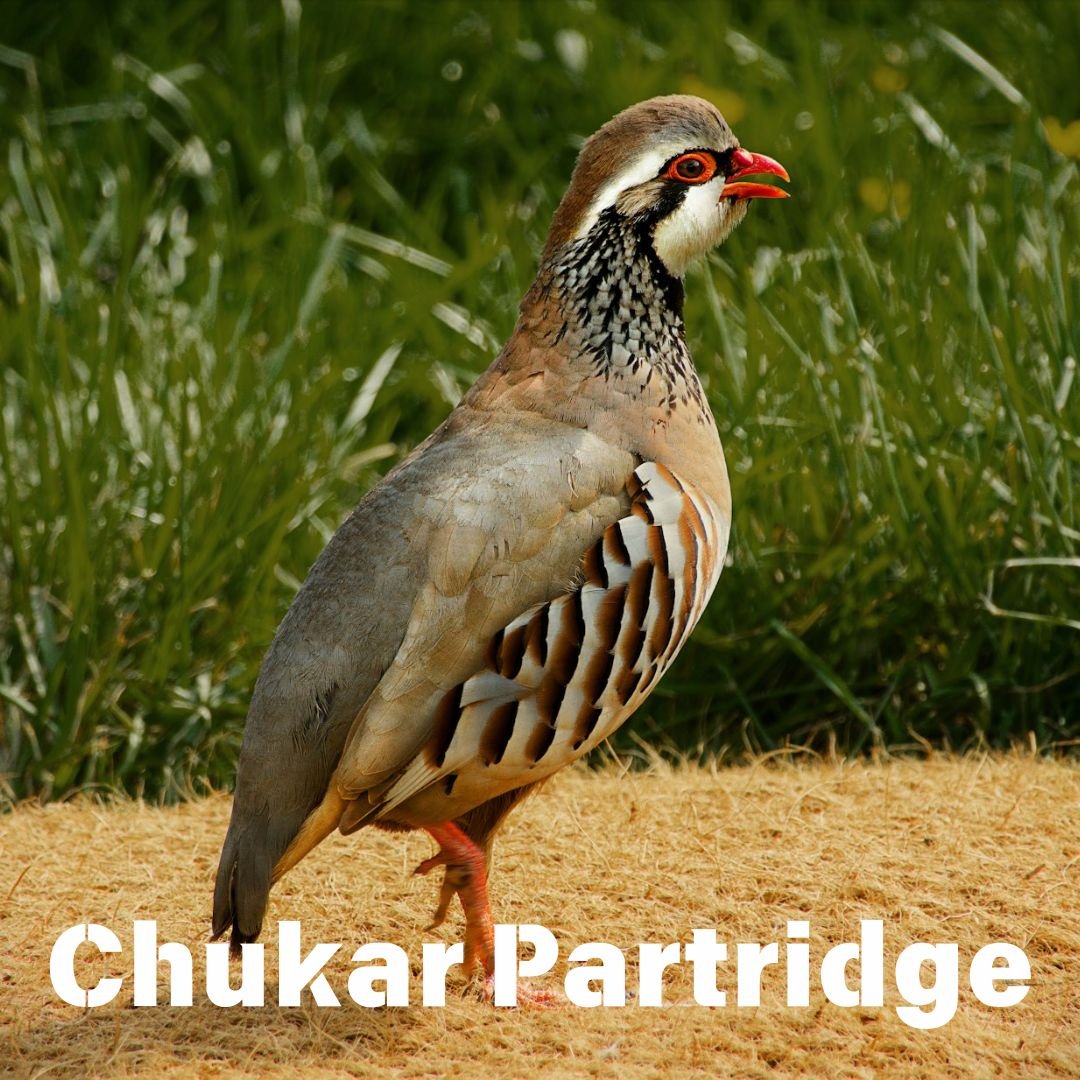 Chukar Partridge Chicks