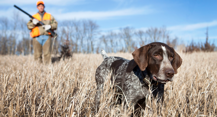 How to keep your quail nearby, a way to recall your quail for dog ...