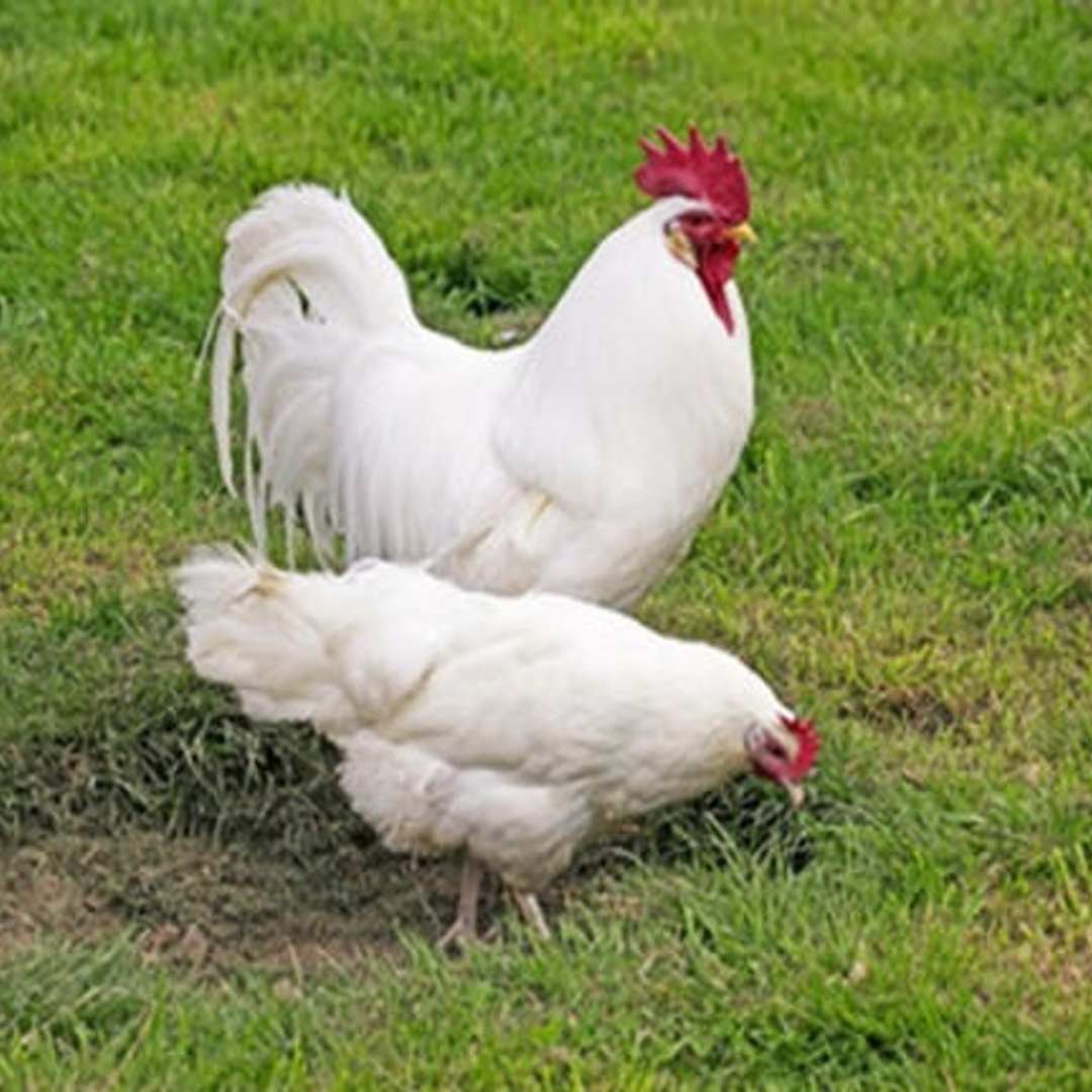 Laying hens — Just Wingin' It Gamebirds