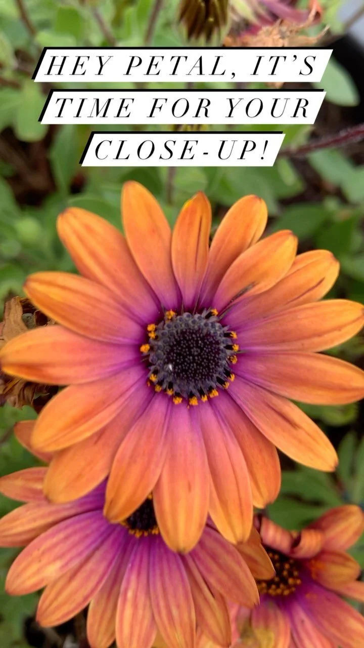 Xeric Oasis: A landscape design company specializing in drought ...