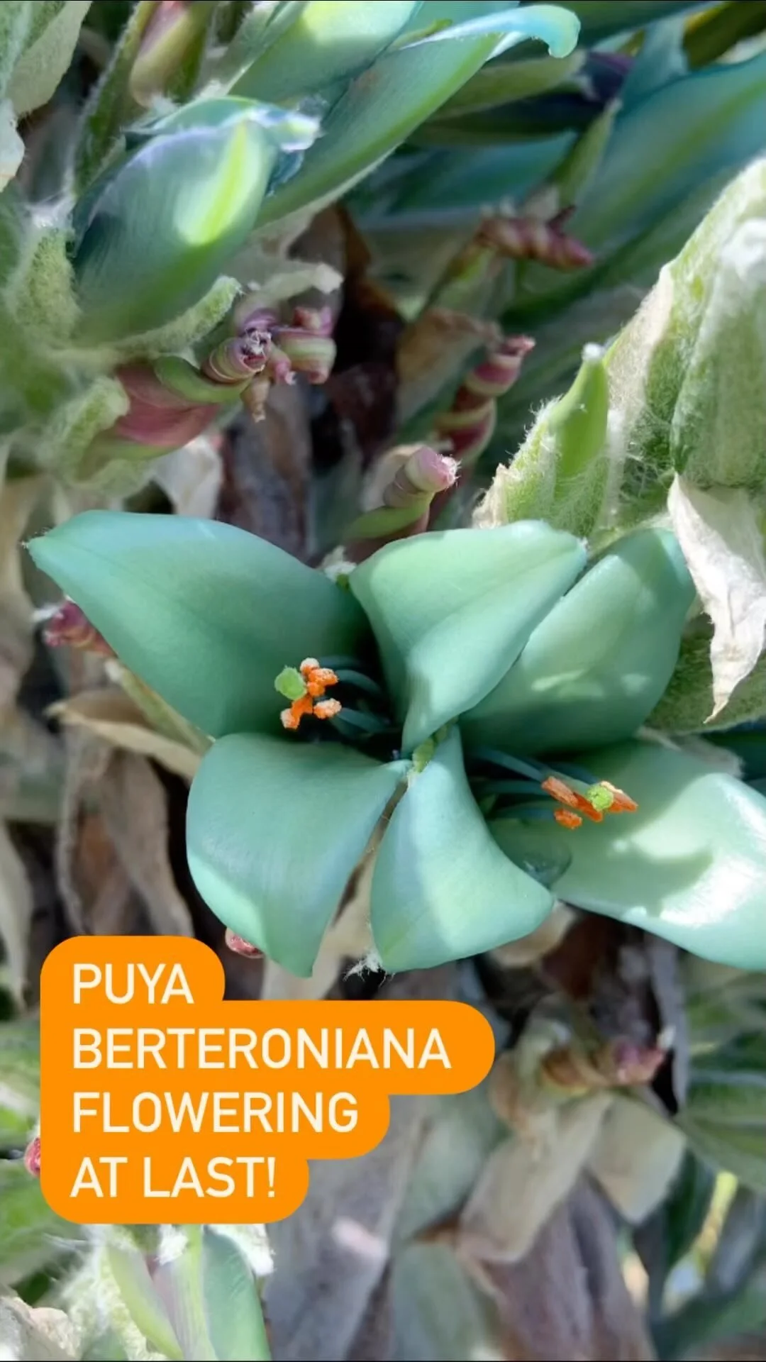 Xeric Oasis: A landscape design company specializing in drought ...