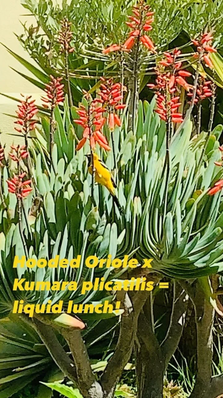 Xeric Oasis: A landscape design company specializing in drought ...