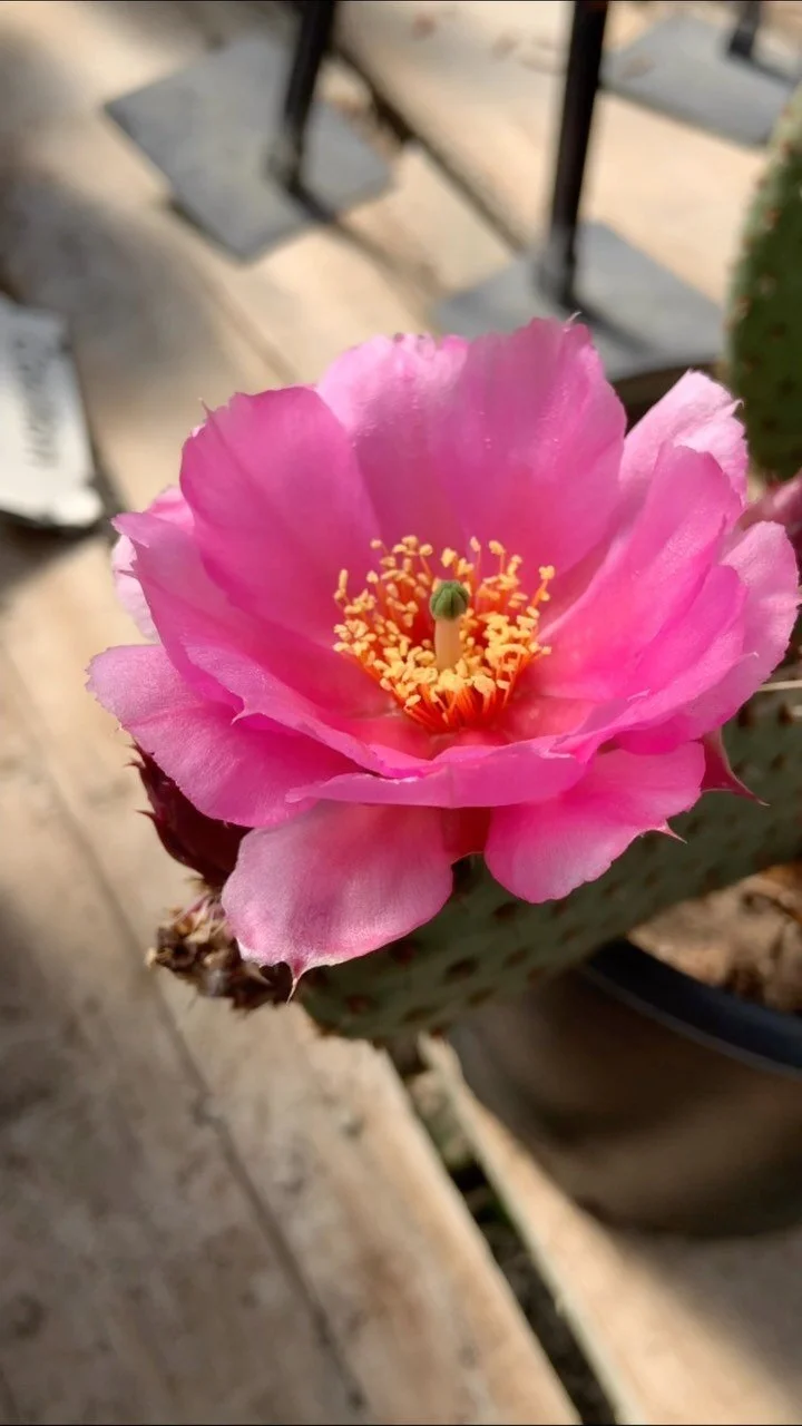 Xeric Oasis: A landscape design company specializing in drought ...