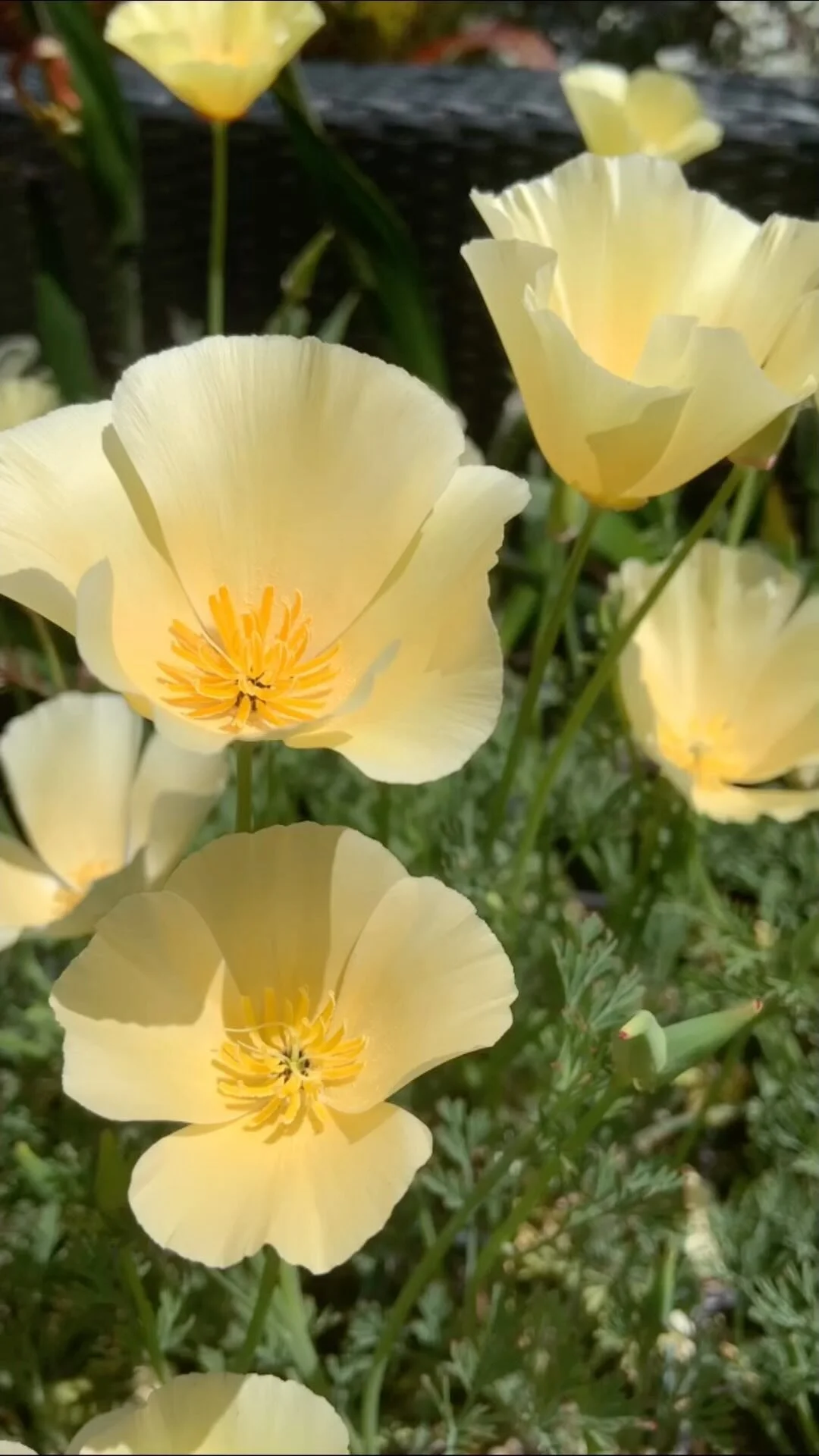 Xeric Oasis: A landscape design company specializing in drought ...