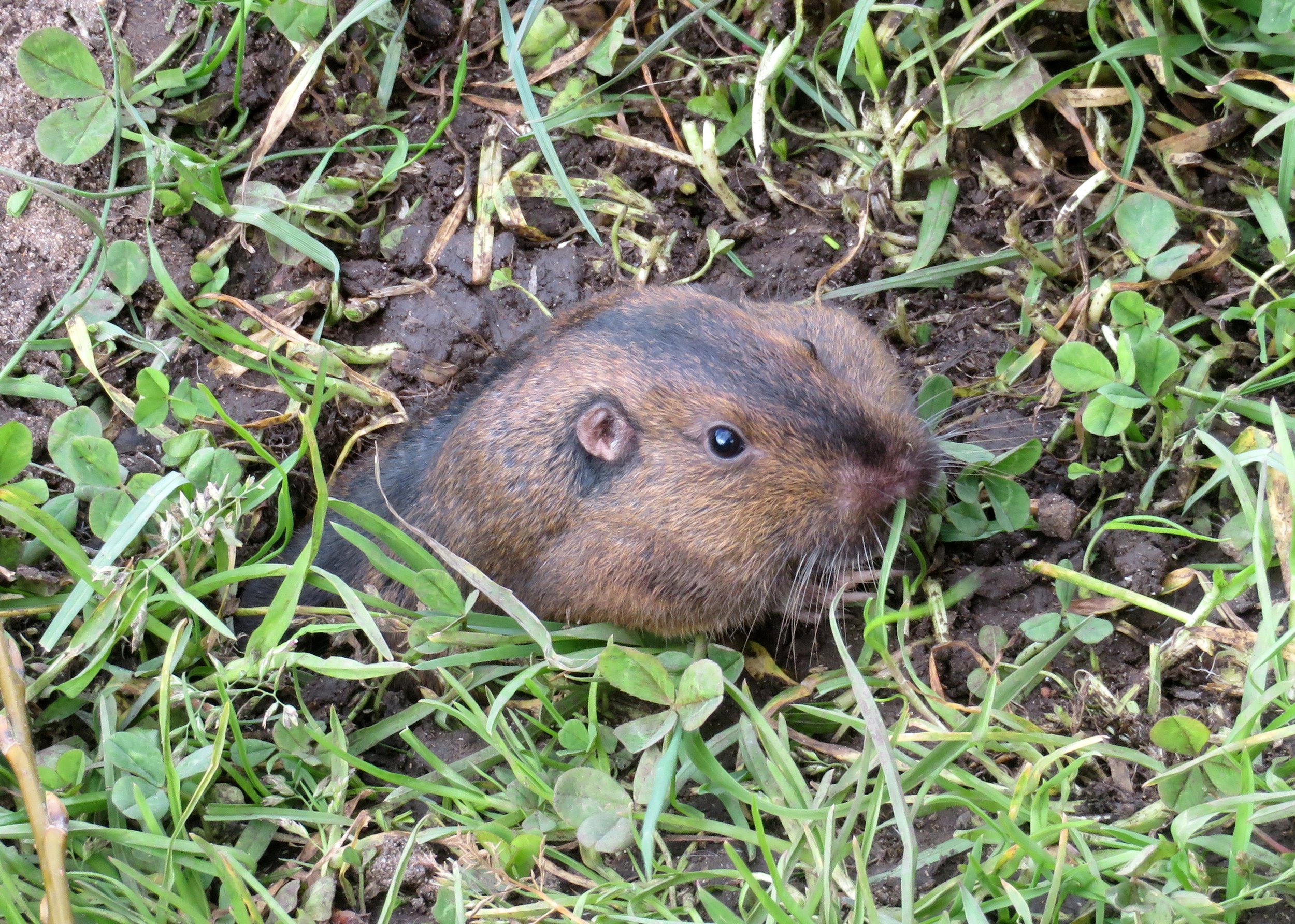 Taming the Gopher Menace: Sustainable Solutions for a Flourishing ...
