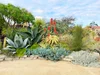 Xeric Oasis San Francisco Bay Area Landscape Design Company