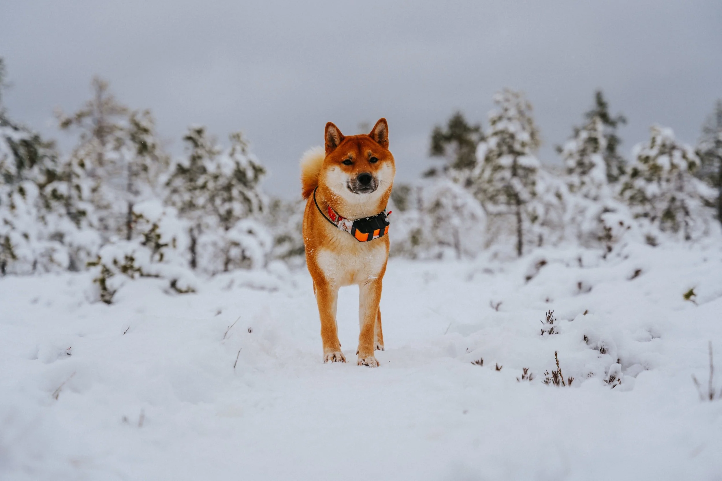 15 Best Dog Breeds for Cold Weather — Book of Dog