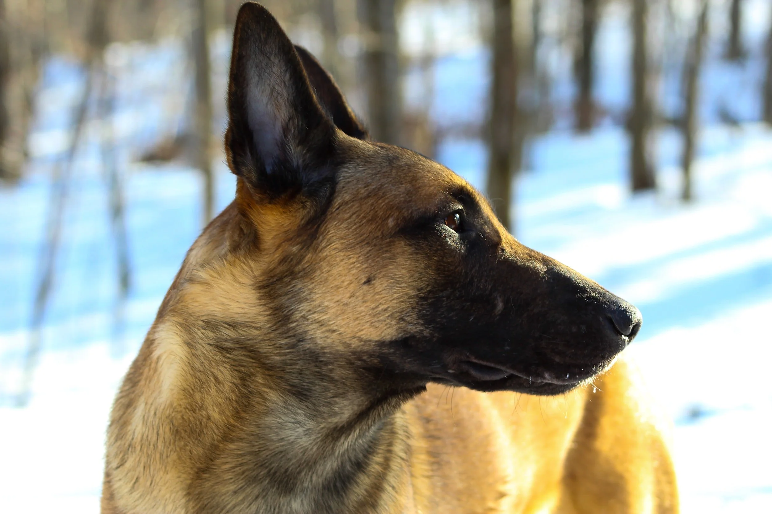 Belgian Malinois Dog Breed Information — Book of Dog