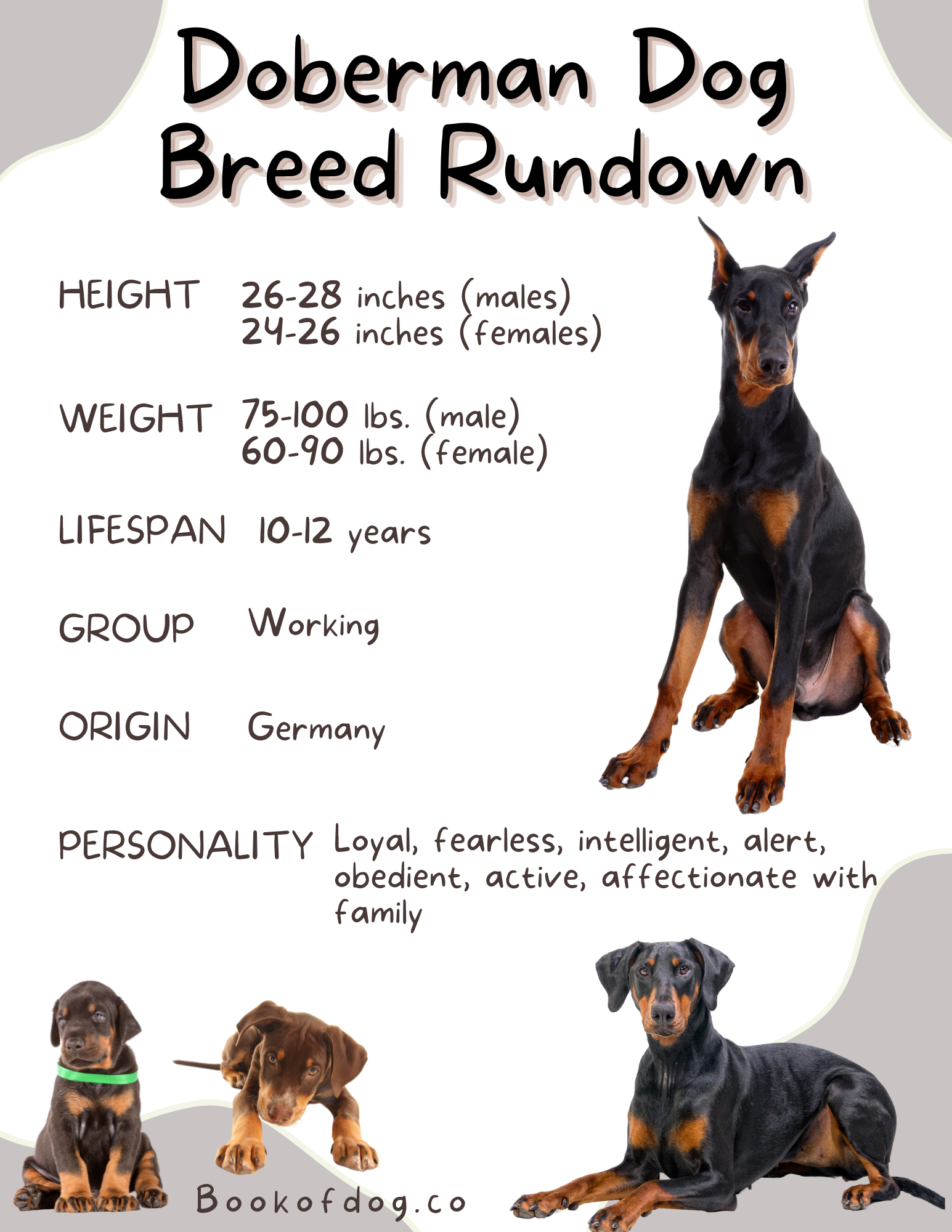 Doberman Pinscher Dog Breed Information — Book of Dog