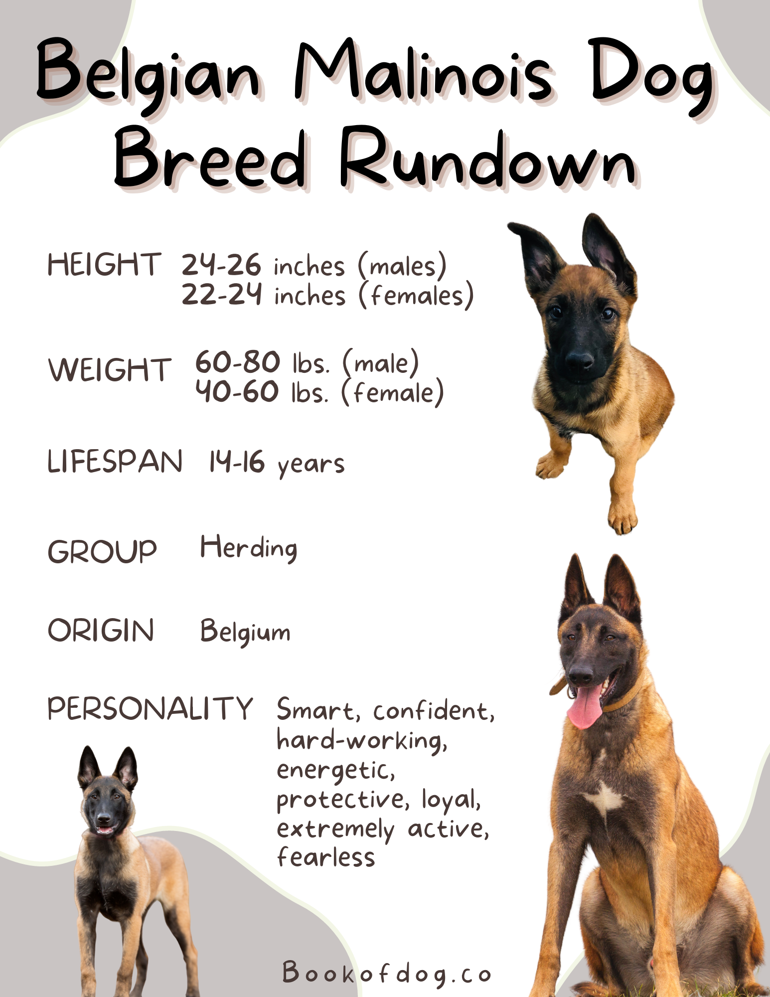 Belgian Malinois Dog Breed Information — Book of Dog