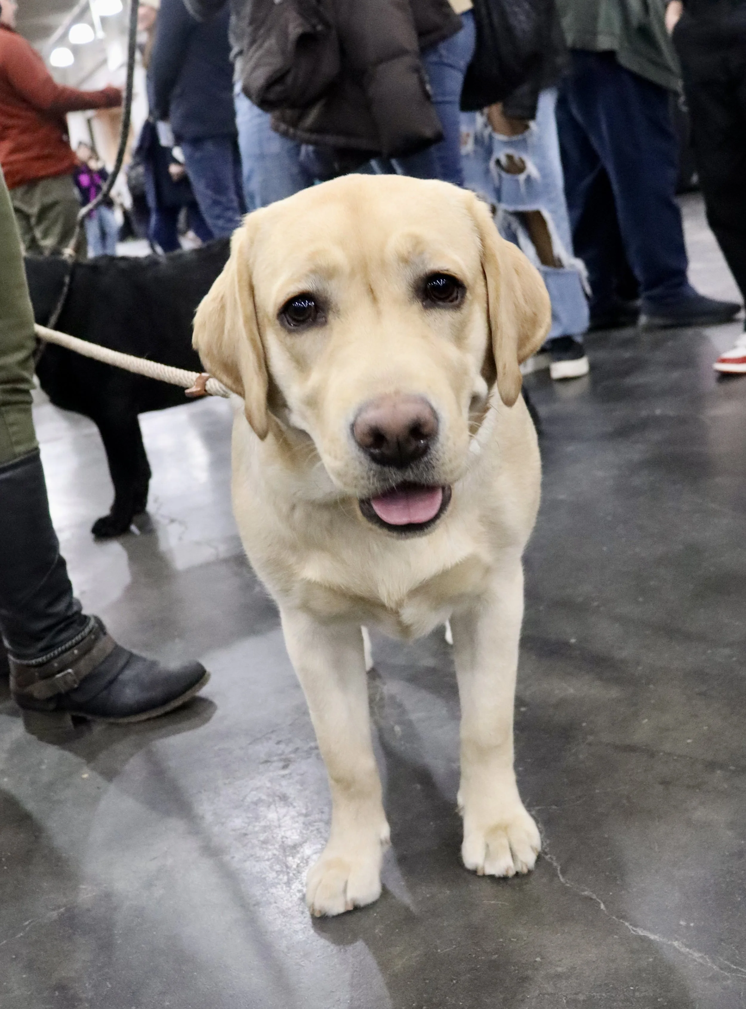 Guide Dogs for the Blind Trains Pups at Airport — Book of Dog