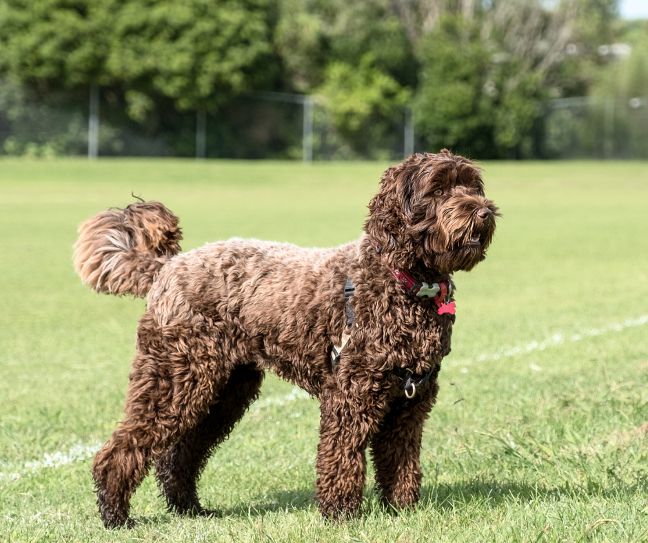 20 Kinds of Doodle Dogs and Poodle Mixes — Book of Dog
