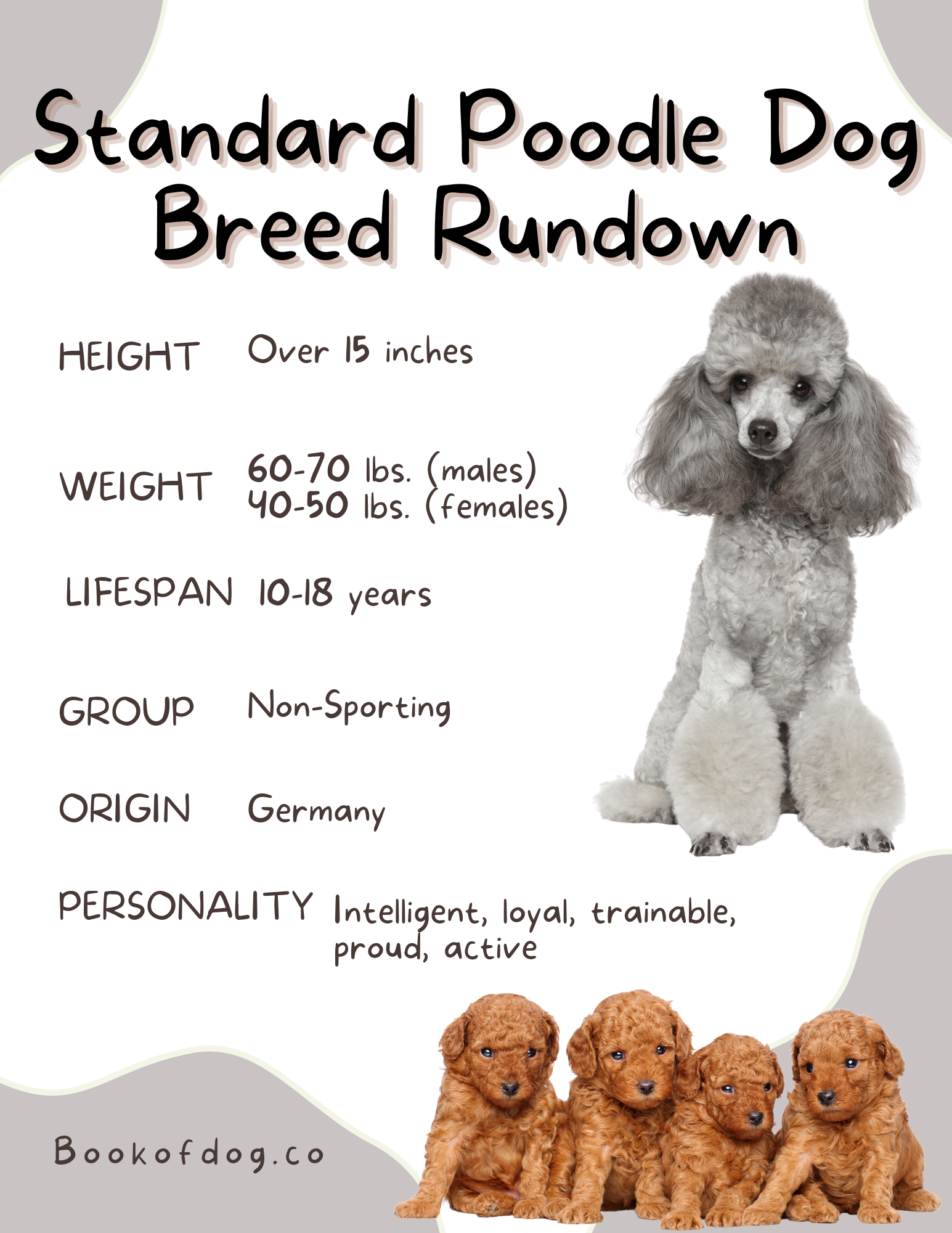 Standard Poodle Dog Breed Information — Book of Dog