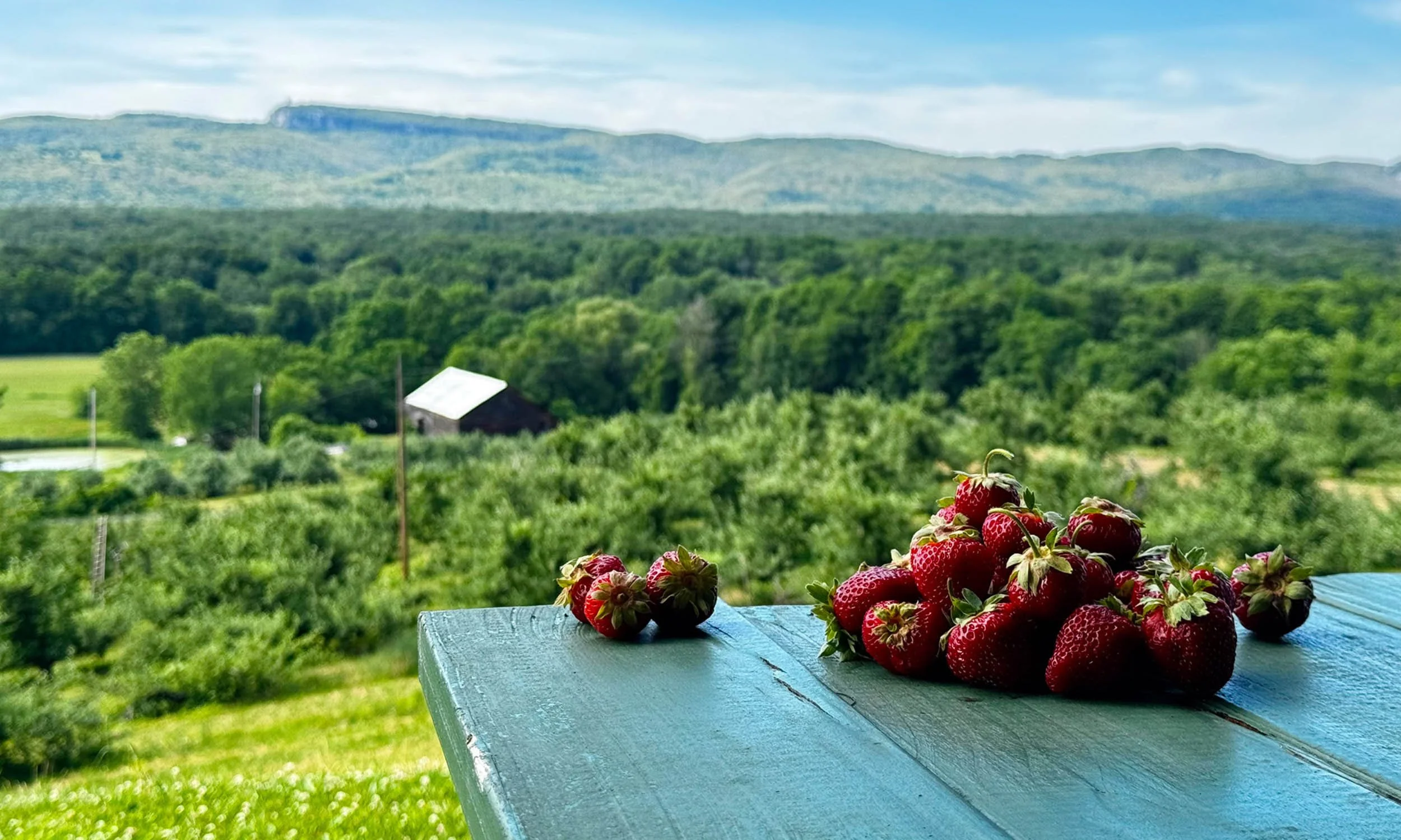 SUMMER SHORTS FILM FEST — Throughline Artists