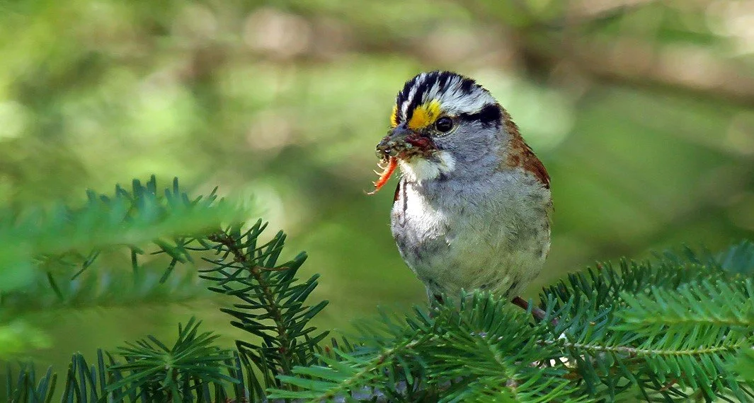 Help Birds at Home — SOS Save Our Songbirds