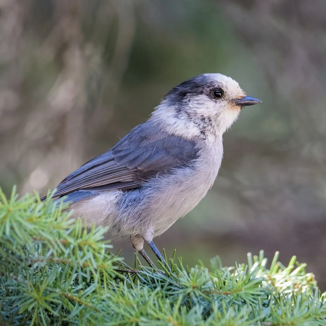Wisconsin Birds In Trouble — SOS Save Our Songbirds