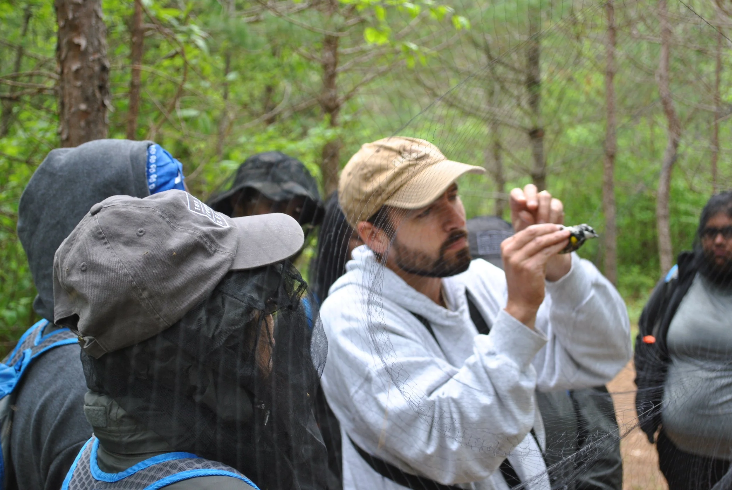 More ways to help — SOS Save Our Songbirds