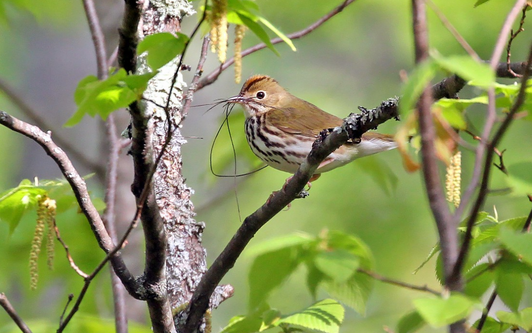 General 2 — SOS Save Our Songbirds