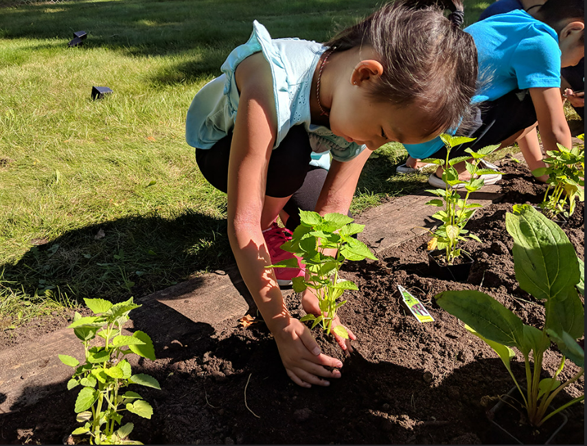 Add plants for birds — SOS Save Our Songbirds