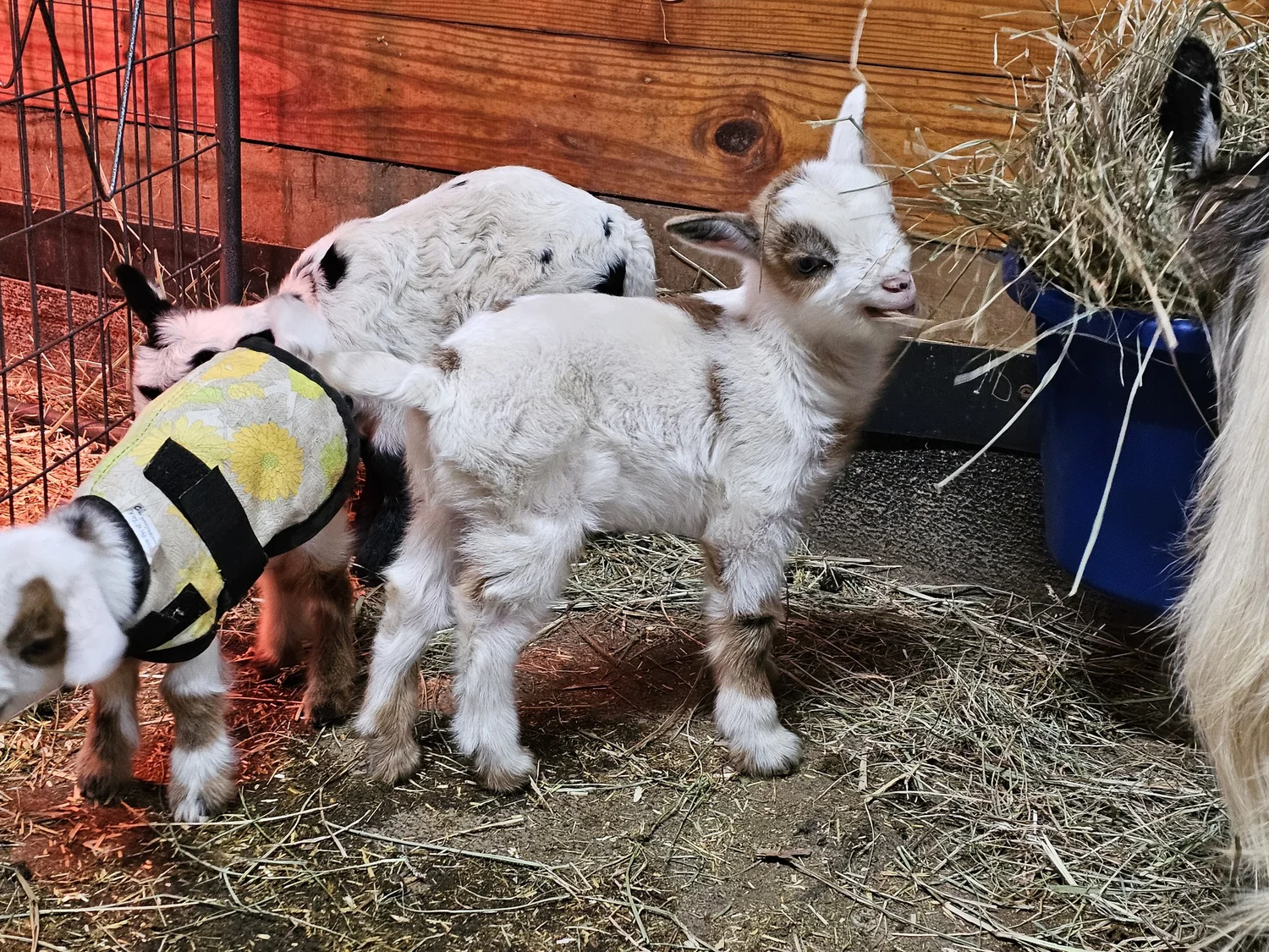 Mini Silky Fainting Goats for Sale — Racing for Home Farm