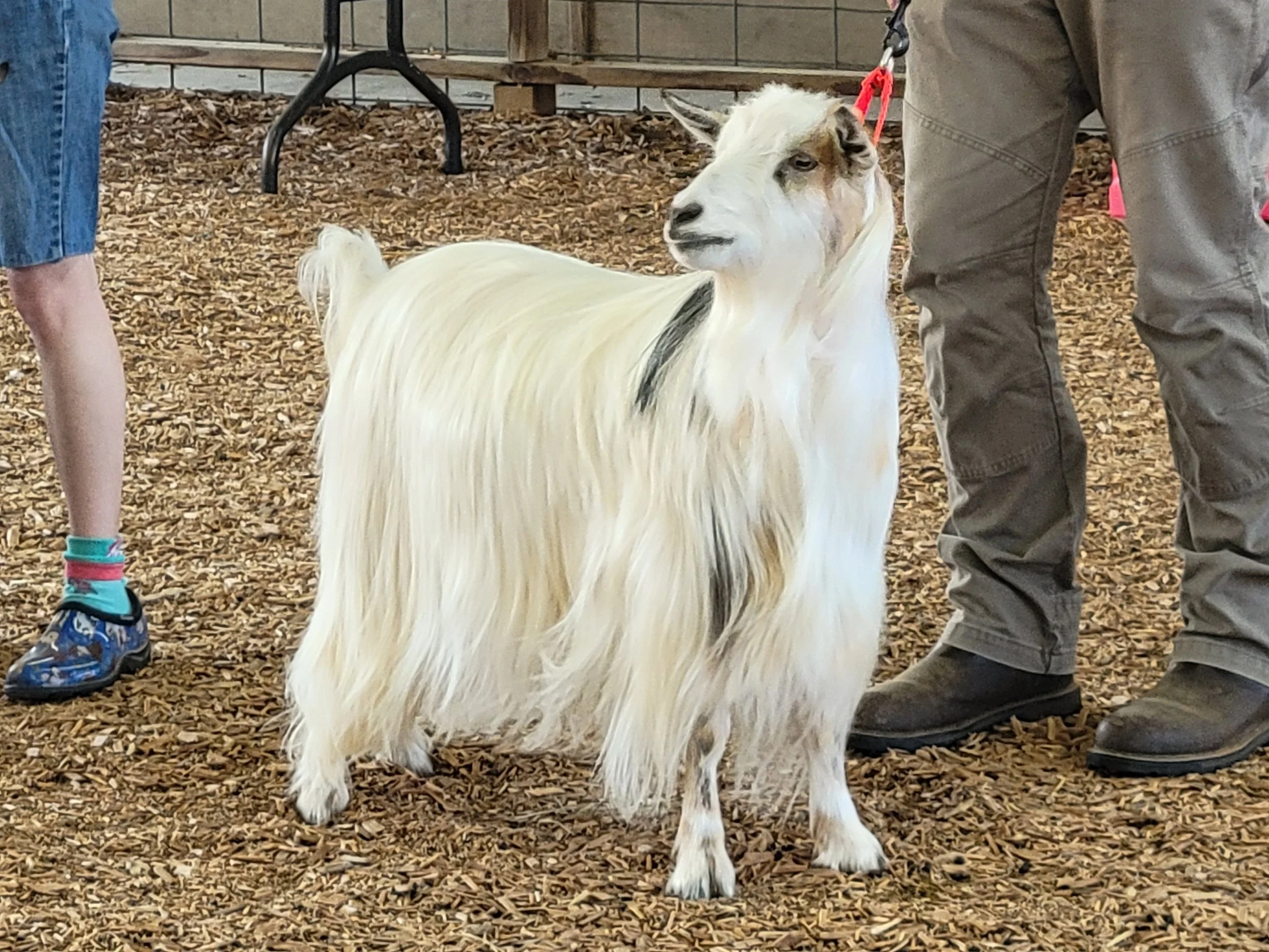 Mini Silky Fainting Goats for Sale — Racing for Home Farm