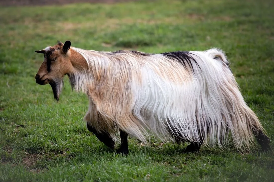 Mini Silky Fainting Goats for Sale — Racing for Home Farm