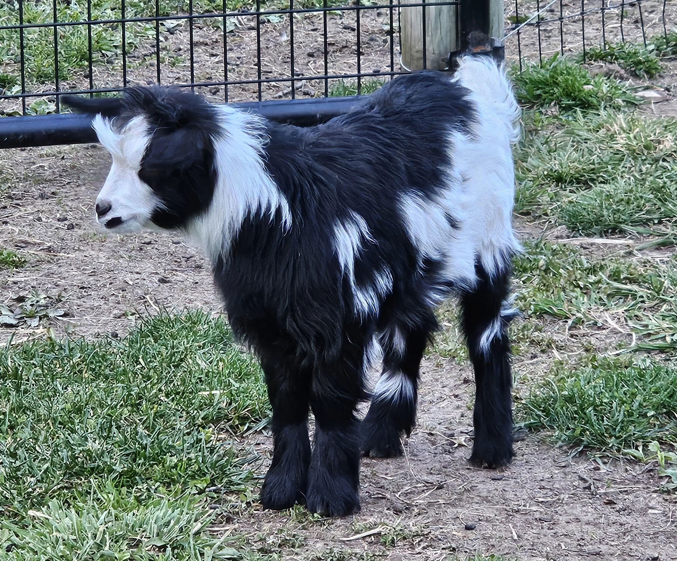 Mini Silky Fainting Goats for Sale — Racing for Home Farm