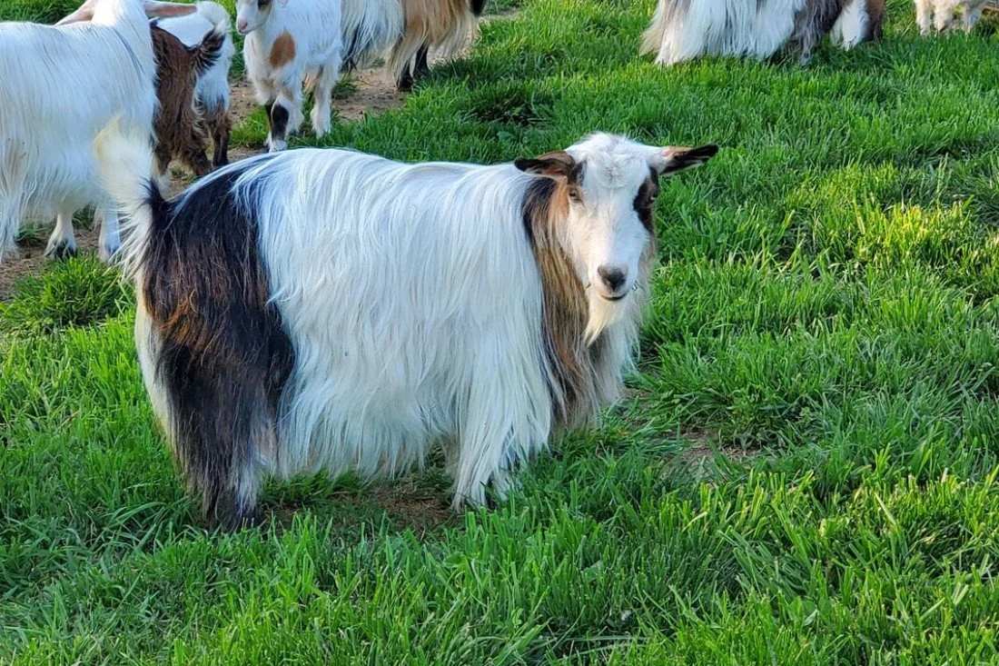 Mini Silky Fainting Goats for Sale — Racing for Home Farm