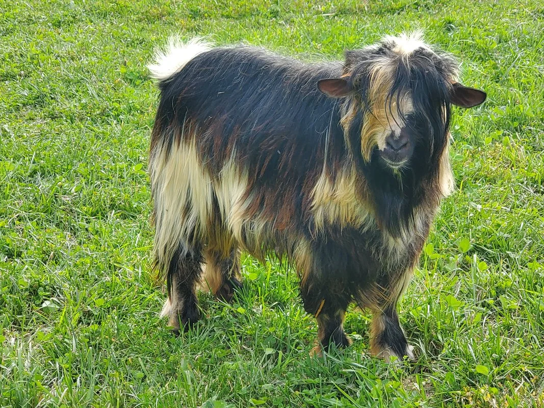 Mini Silky Fainting Goats for Sale — Racing for Home Farm