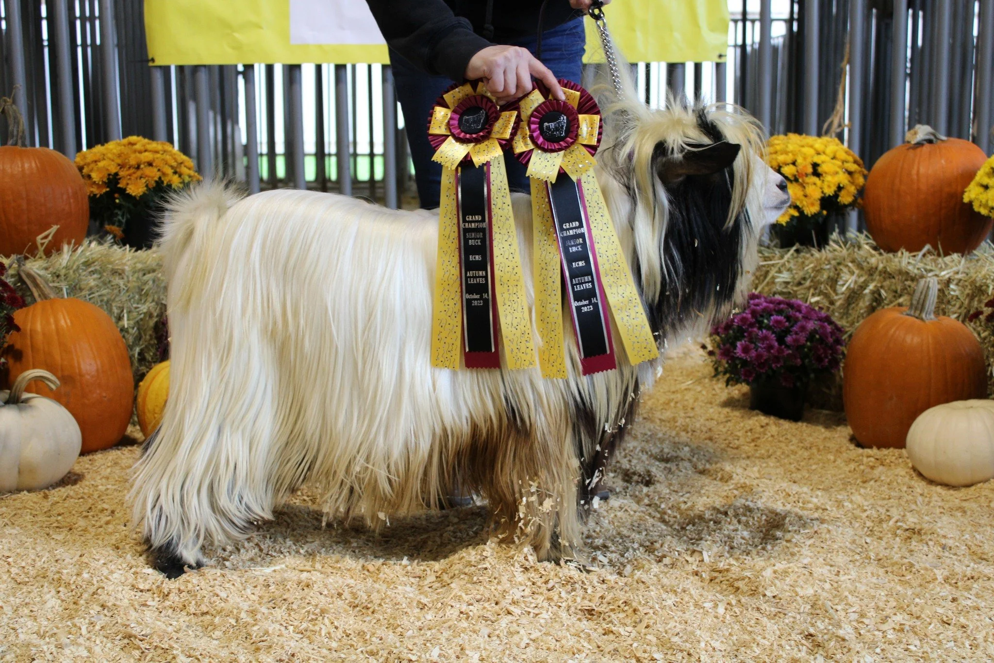 Mini Silky Fainting Goats for Sale — Racing for Home Farm
