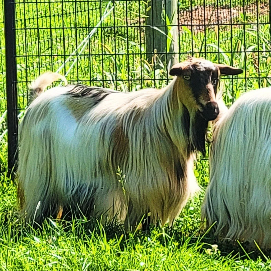 Mini Silky Fainting Goats for Sale — Racing for Home Farm