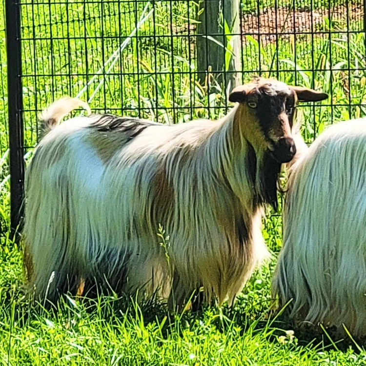 Mini Silky Fainting Goats for Sale — Racing for Home Farm