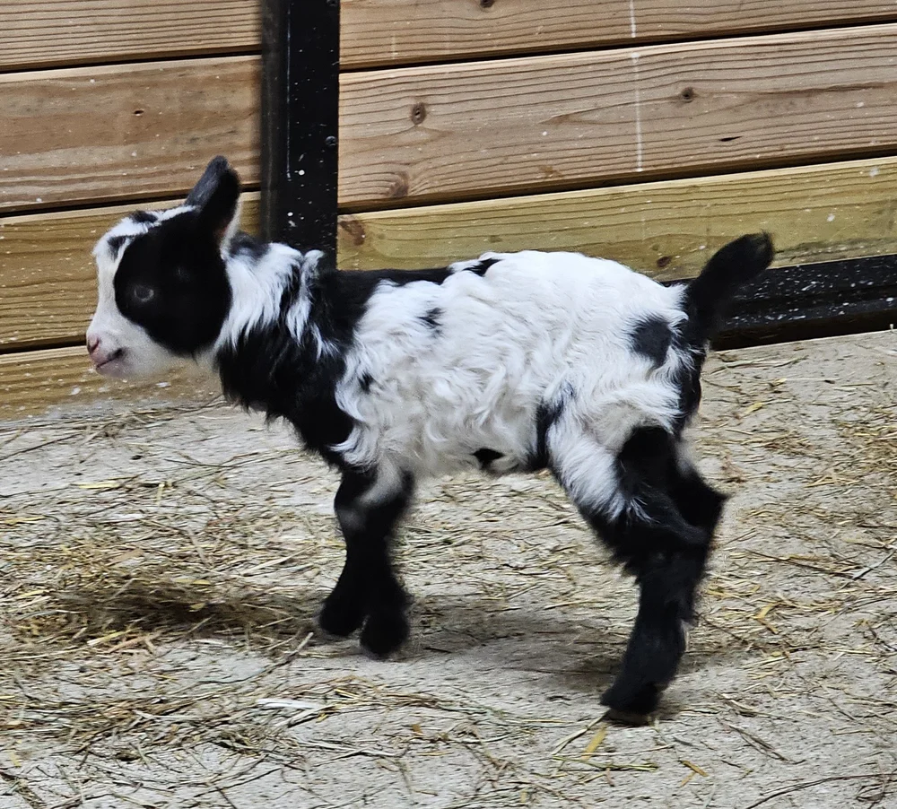 Mini Silky Fainting Goats for Sale — Racing for Home Farm