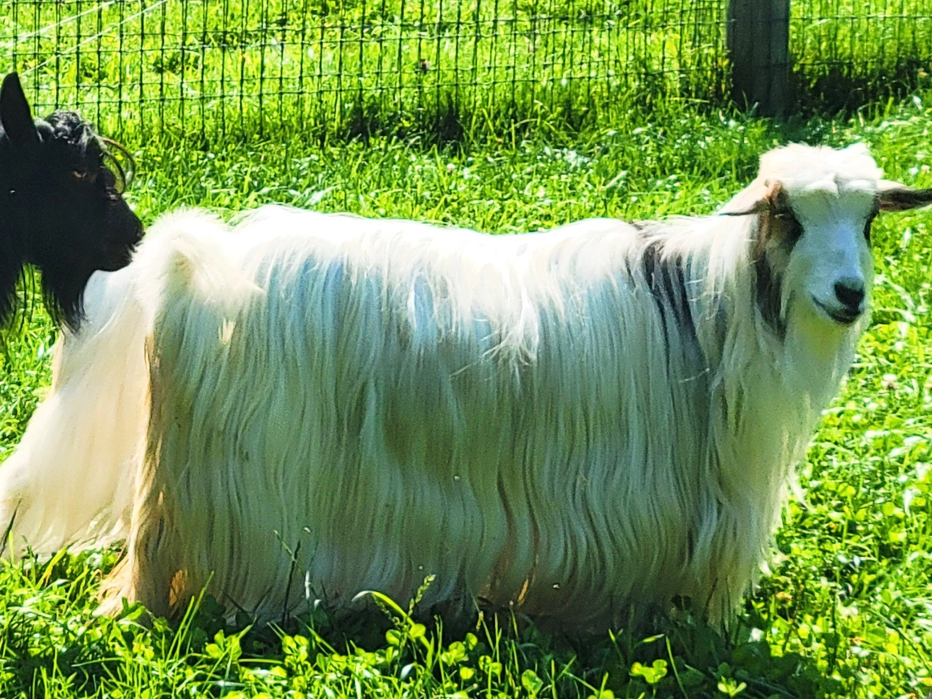 Mini Silky Fainting Goats for Sale — Racing for Home Farm