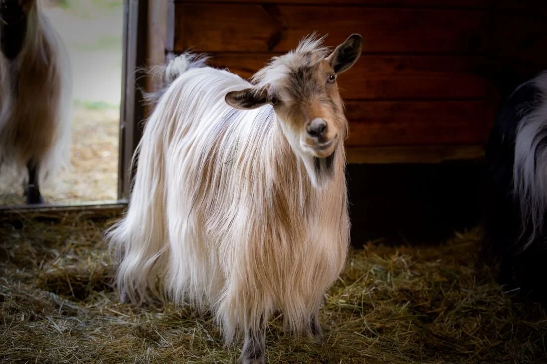 Mini Silky Fainting Goats for Sale — Racing for Home Farm