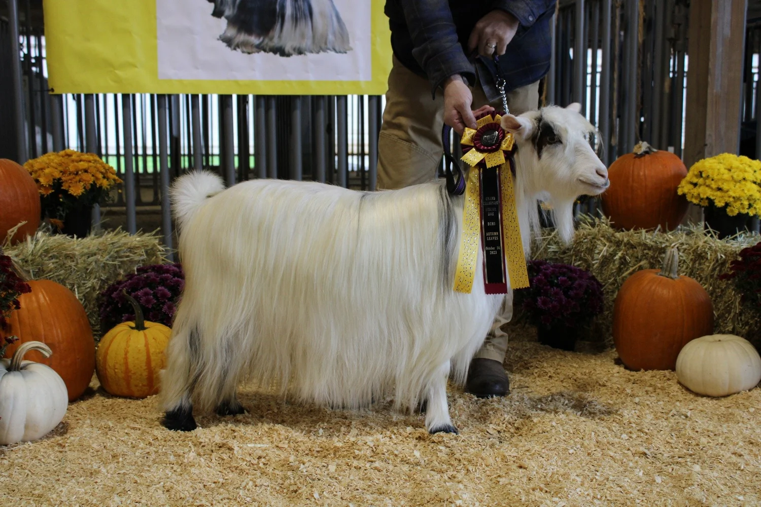 Mini Silky Fainting Goats for Sale — Racing for Home Farm