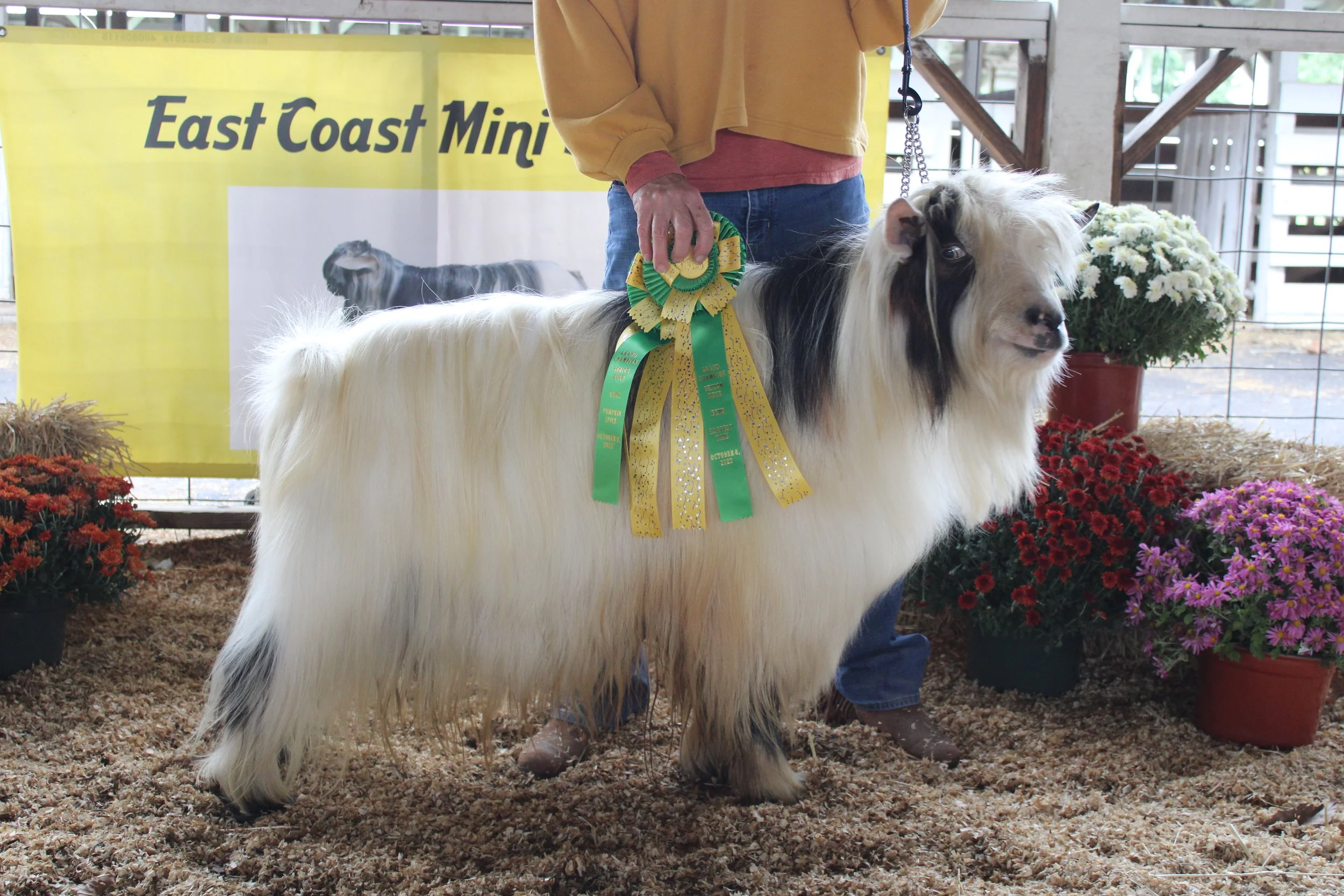 Mini Silky Fainting Goats for Sale — Racing for Home Farm