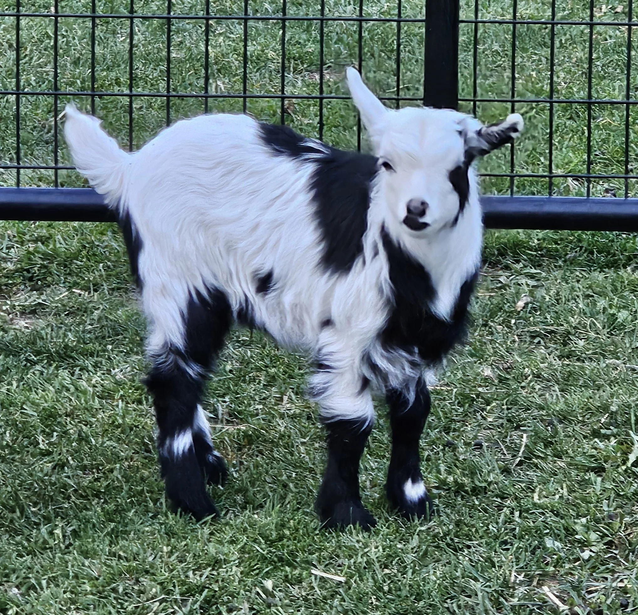 Mini Silky Fainting Goats for Sale — Racing for Home Farm