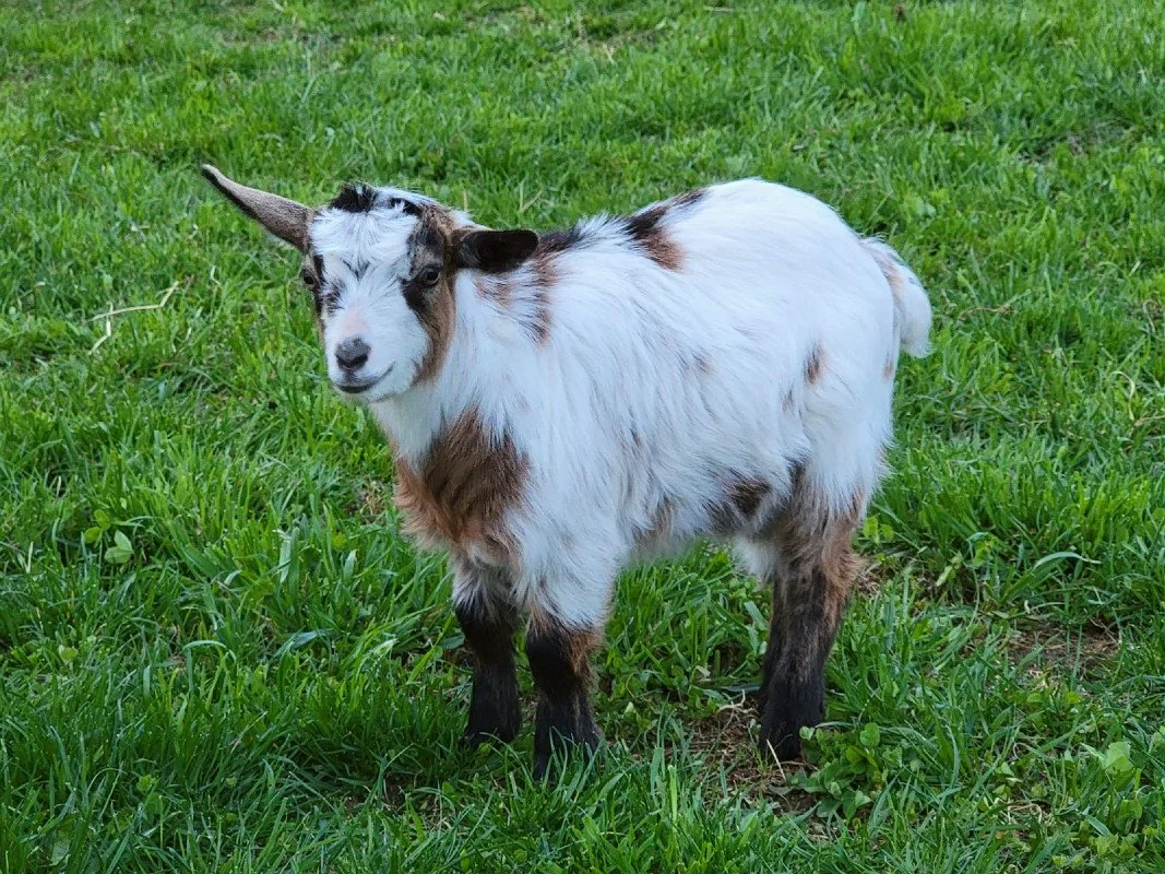 Mini Silky Fainting Goats for Sale — Racing for Home Farm