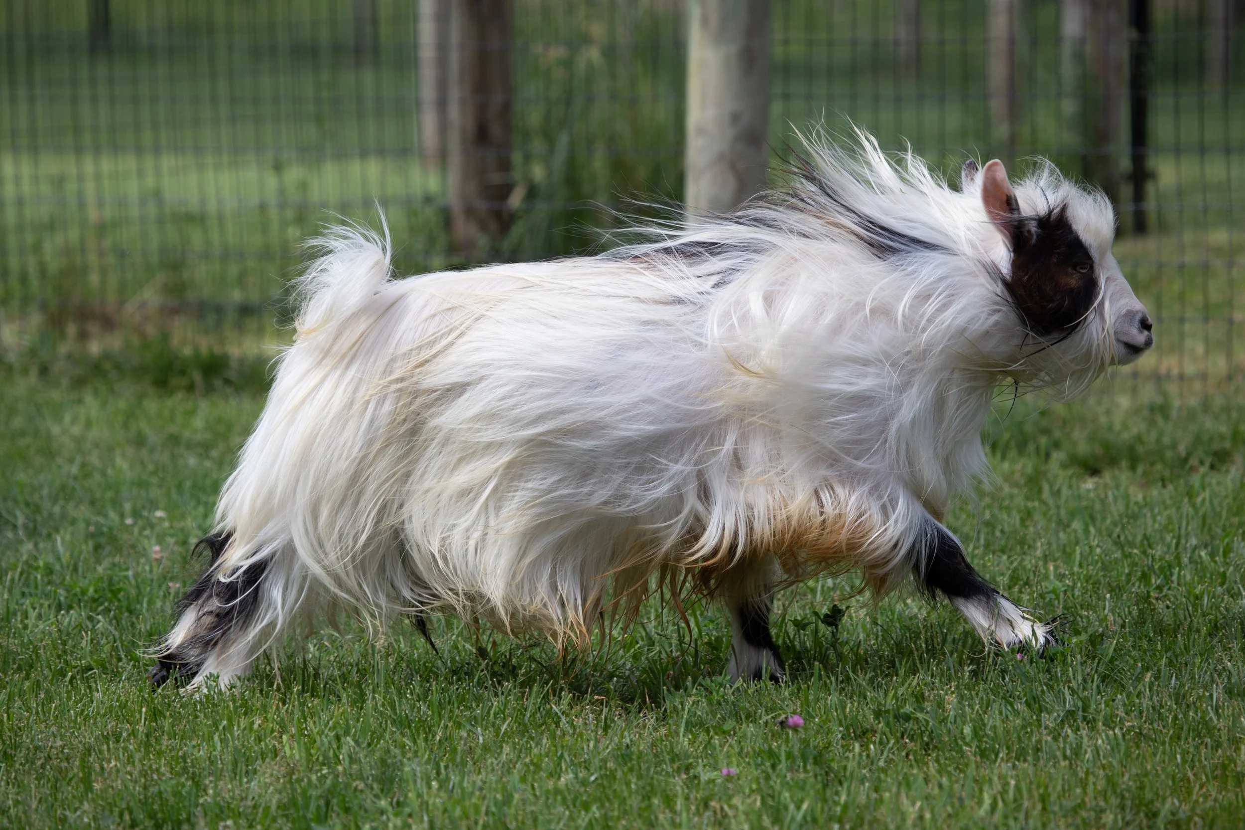 Baby Fainting Goats Gif