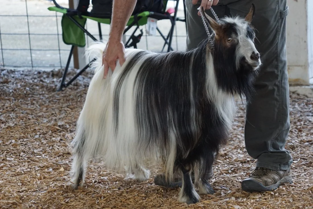 Mini Silky Fainting Goats for Sale — Racing for Home Farm