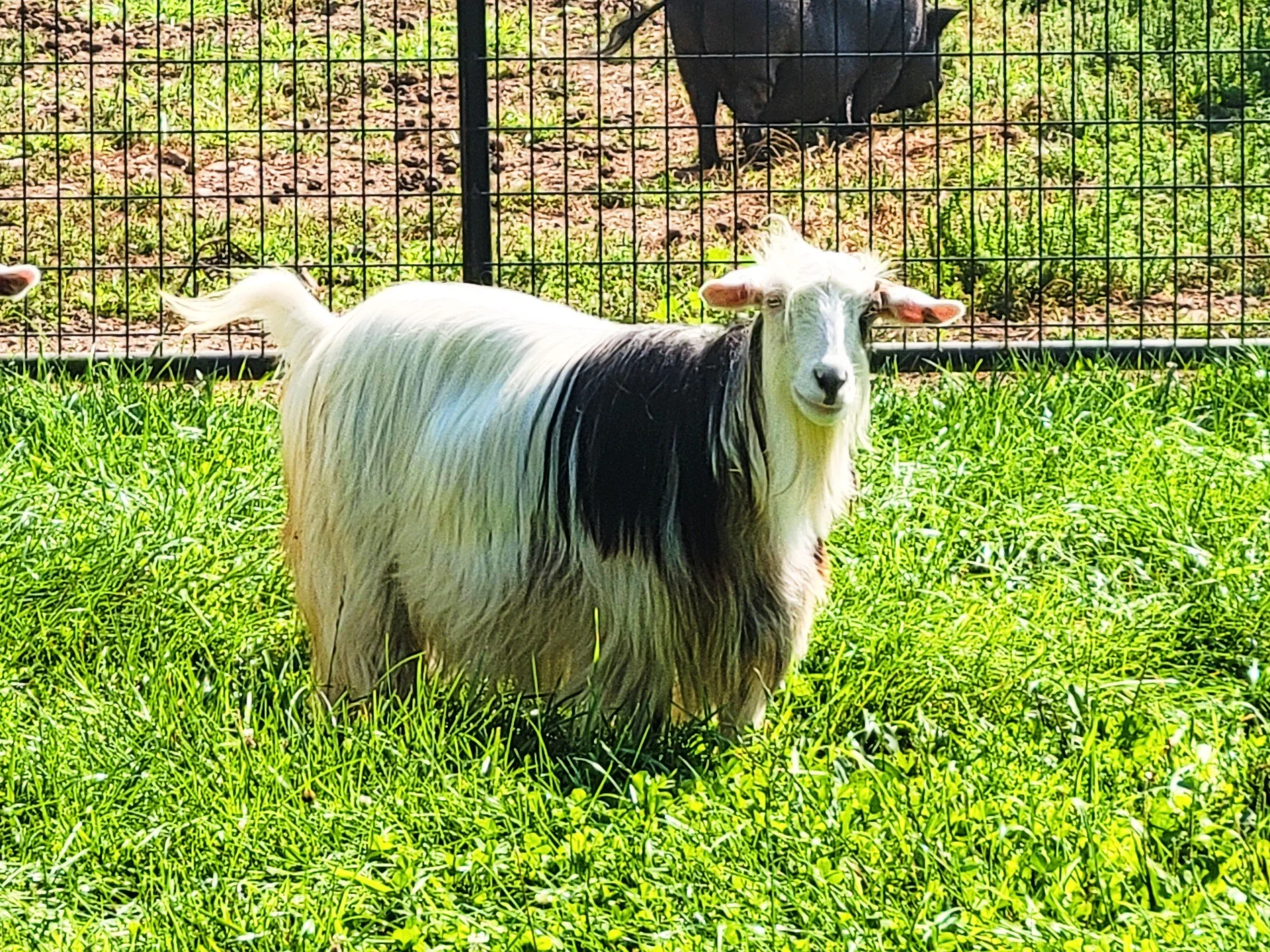 Mini Silky Fainting Goats for Sale — Racing for Home Farm