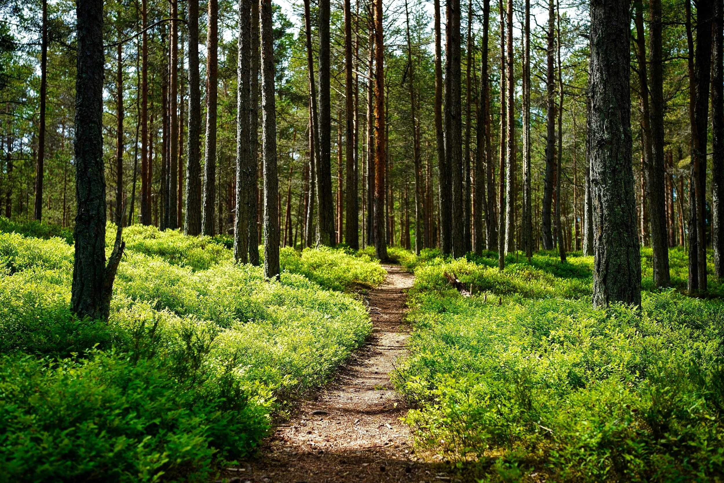 The Five Main Goals of the Counselling Process: A Path to Personal ...