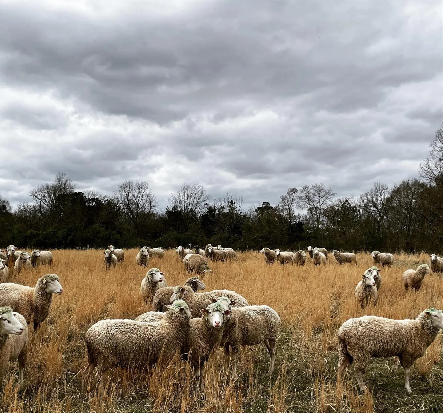 Chadwick Sheep Company