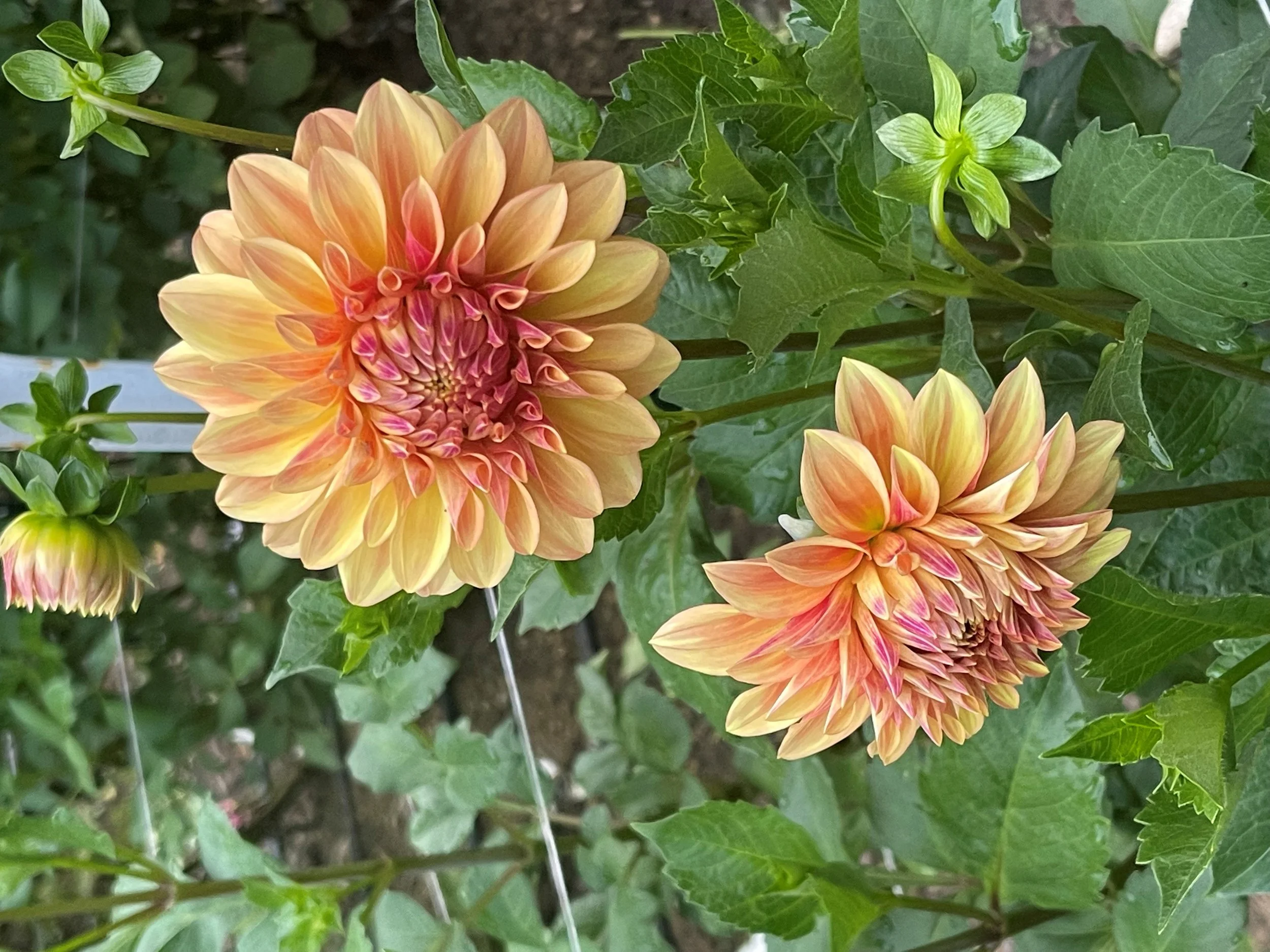 Miss Amara — Cottage Blooms | dahlia | cut flower farm | bouquets | florist