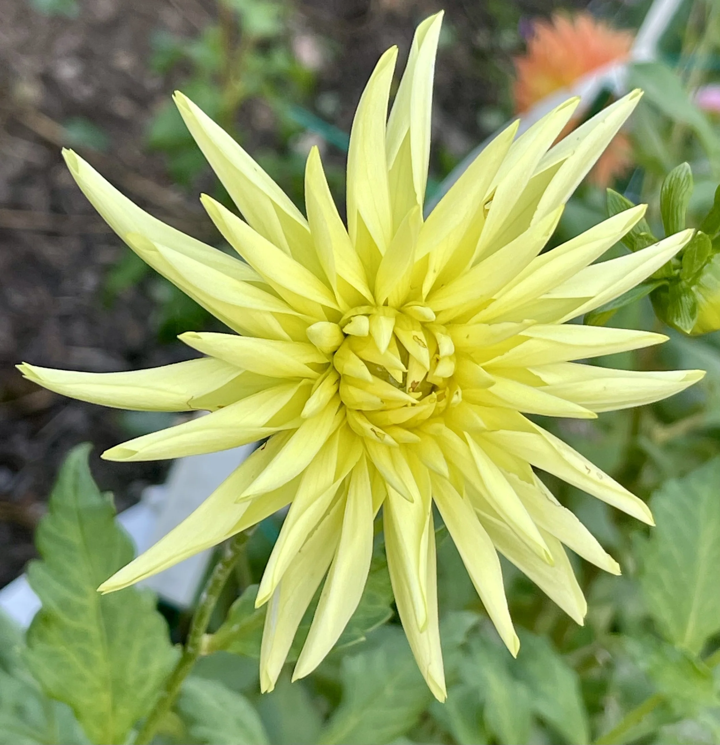 RNX Boom Boom Lemon — Cottage Blooms | dahlia | cut flower farm ...
