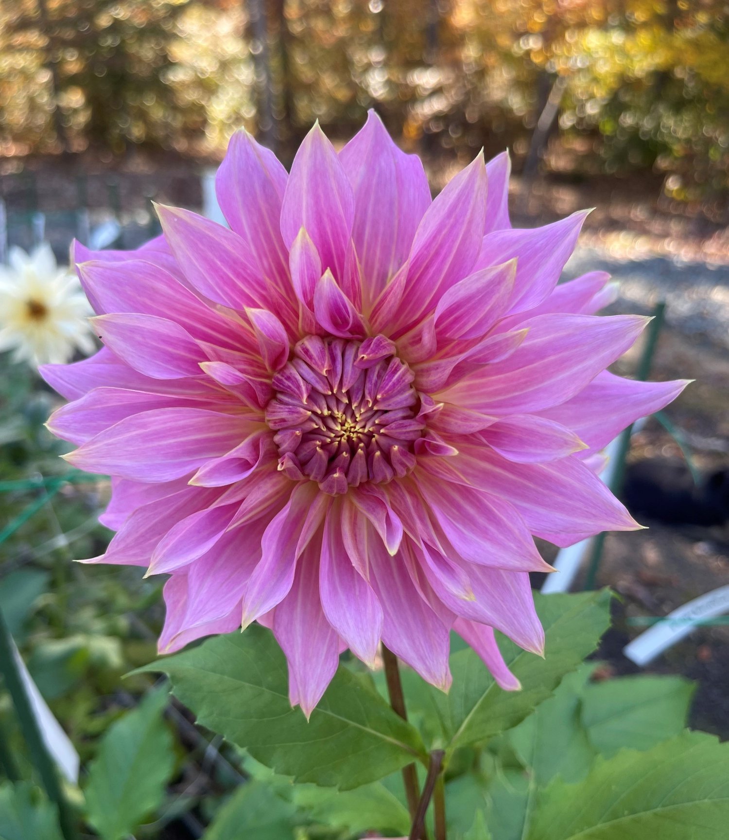 Dahlia Tubers — Cottage Blooms | Dahlias | Cut Flower Farm